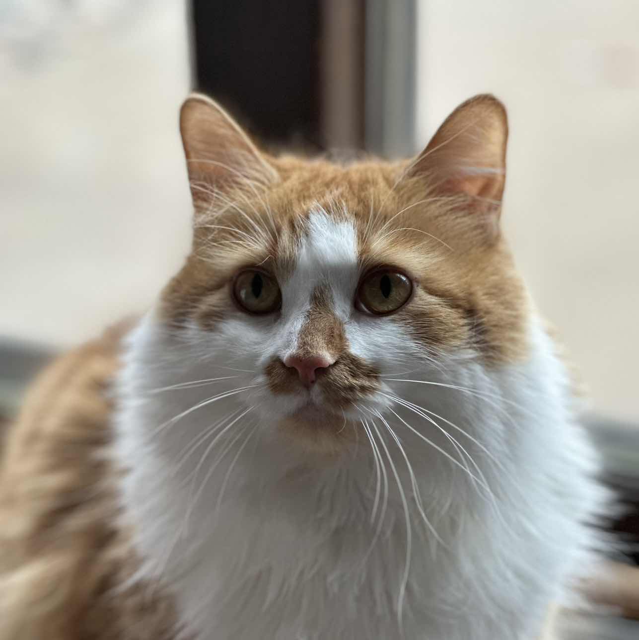 The Alpha's Pen Pal - Chapter 1 Novel & PDF Online by Allie Carstens | Read Werewolf Stories by ...